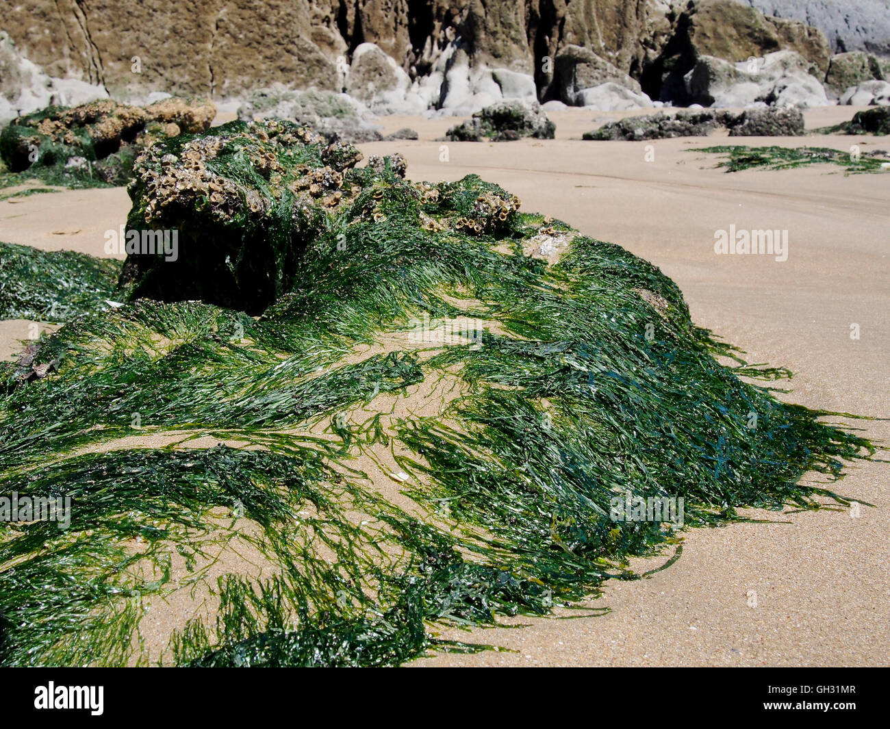 Water seaweed rocks hi-res stock photography and images - Alamy