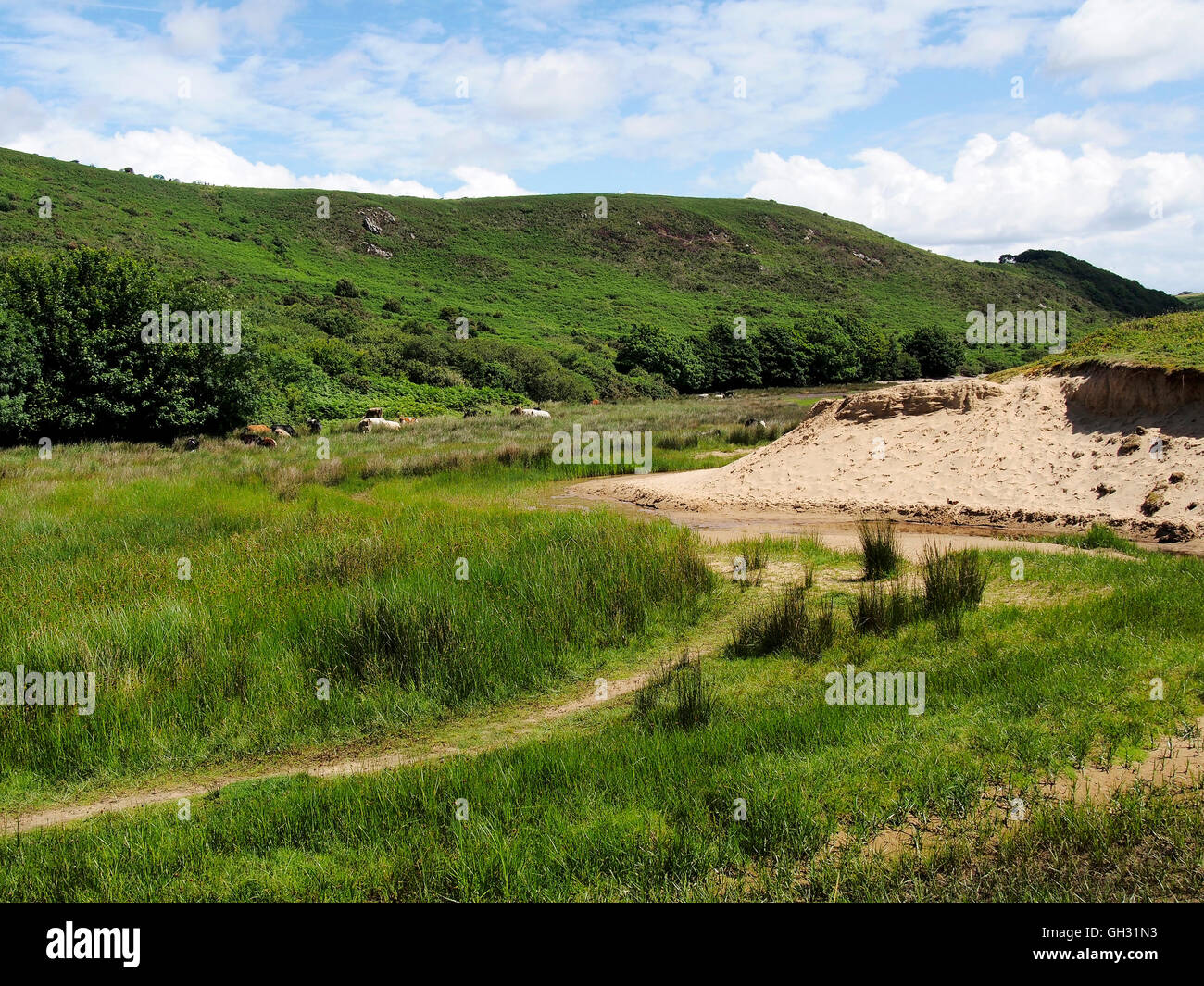 Salt marsh and sand dunes below the former cliff line at Three Cliff ...