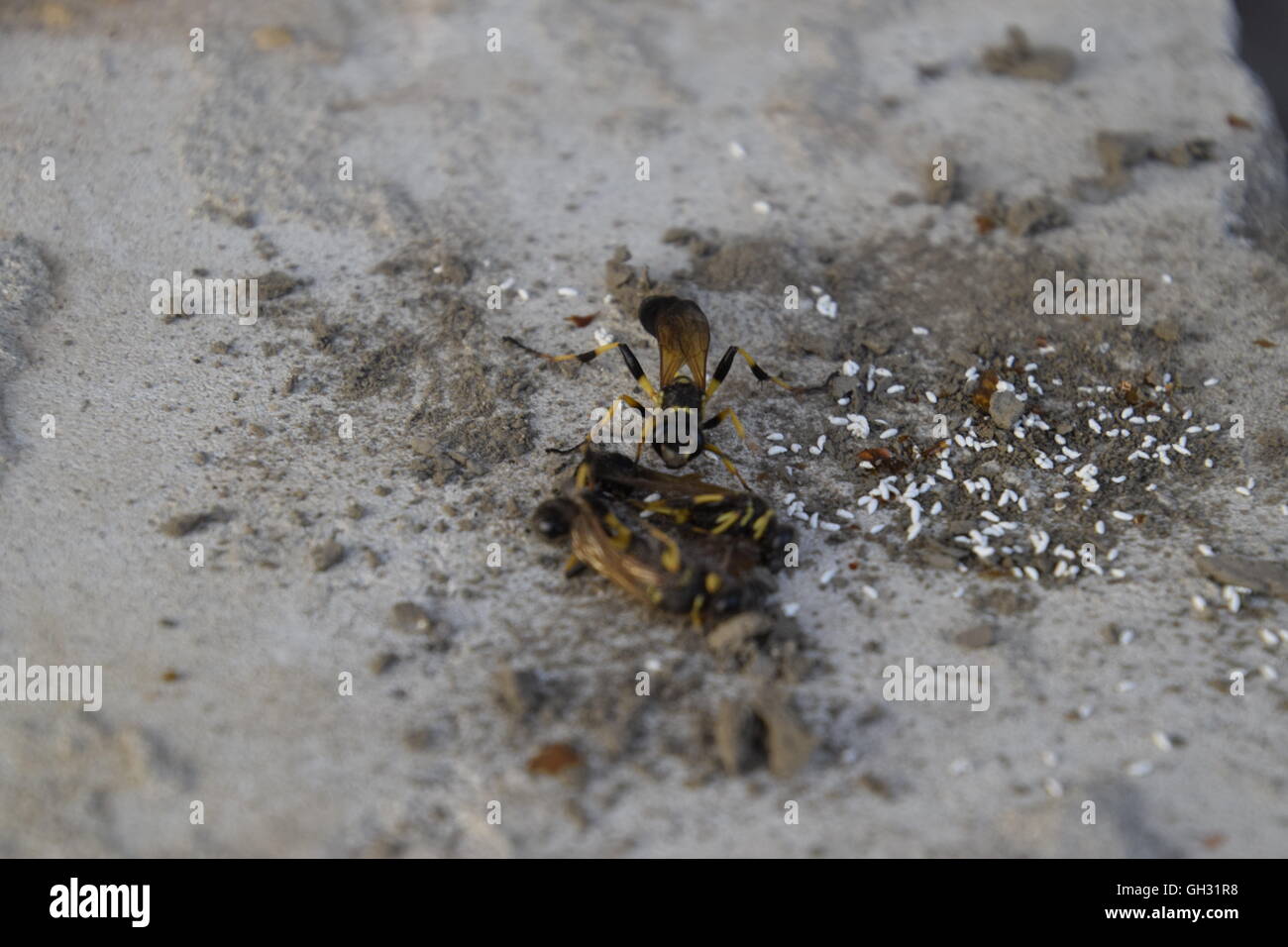 Break a hornet's nest of clay. Nests of clay belonging wasp. Clay ...