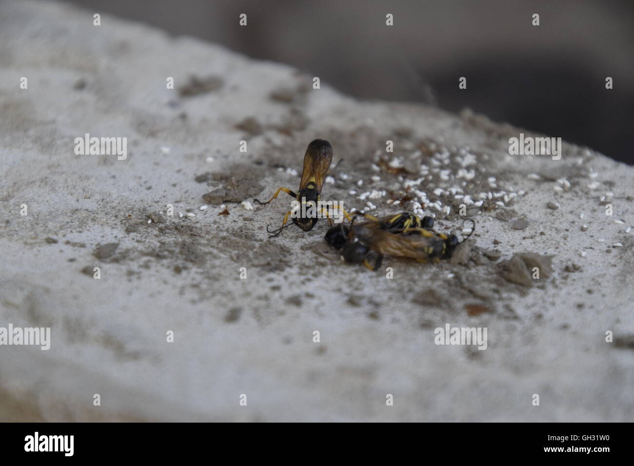 Break a hornet's nest of clay. Nests of clay belonging wasp. Clay ...