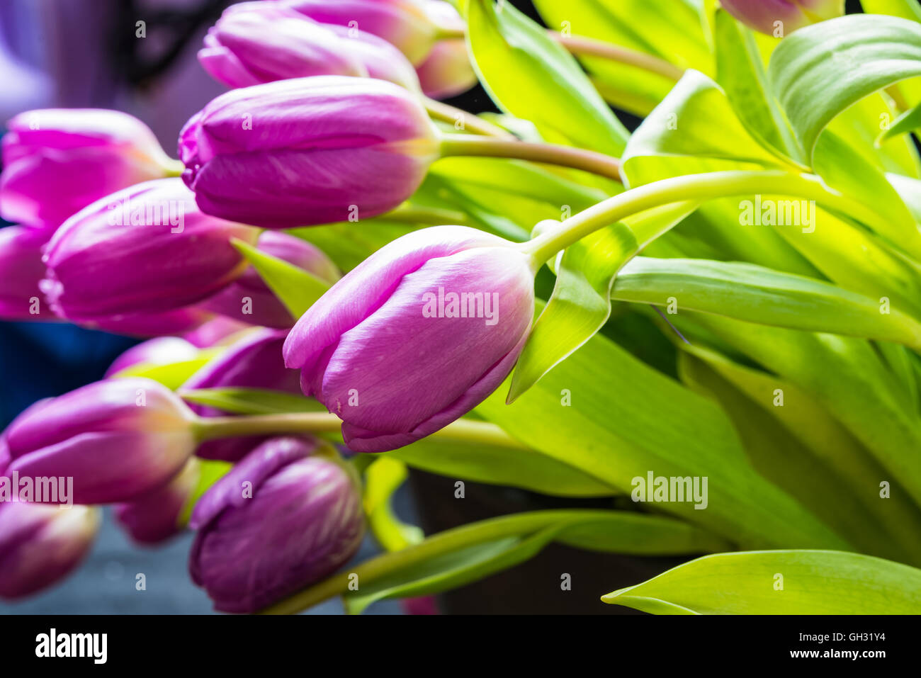 Side view at bunch of fresh tulips, image concept for wedding blog ...