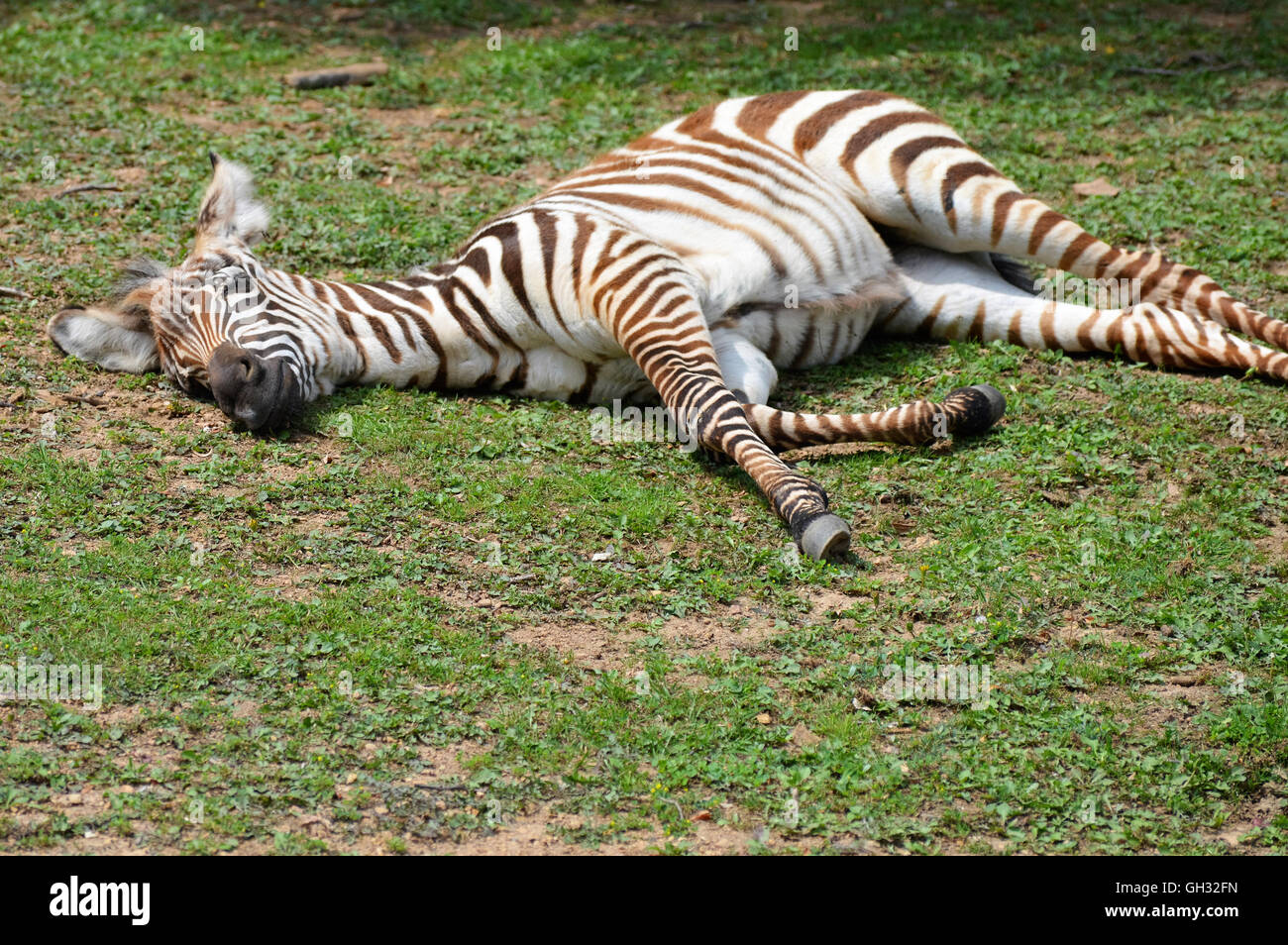 Baby Zebra Laying in the Grass Stock Photo - Alamy