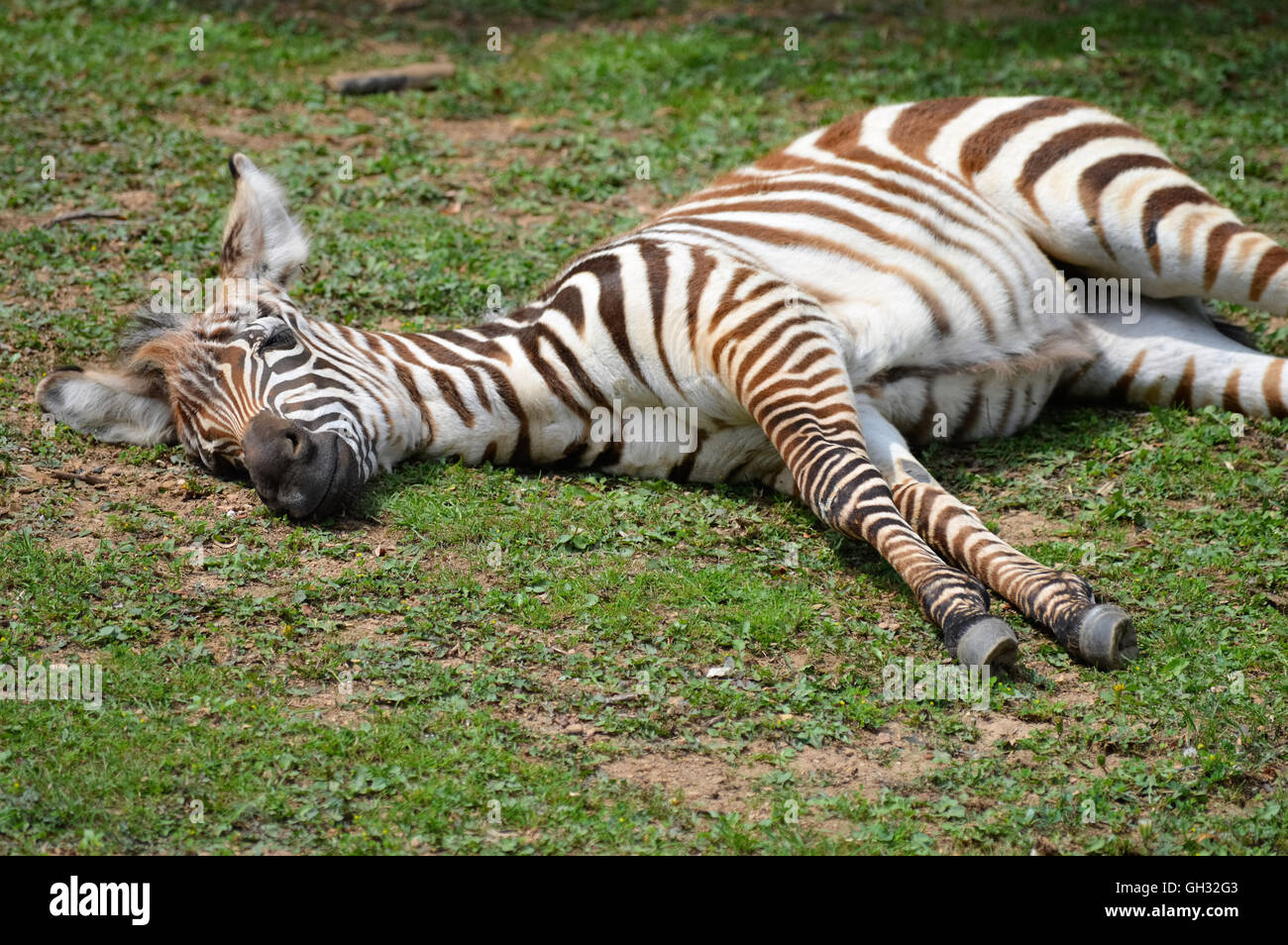 Baby Zebra Laying in the Grass Stock Photo - Alamy