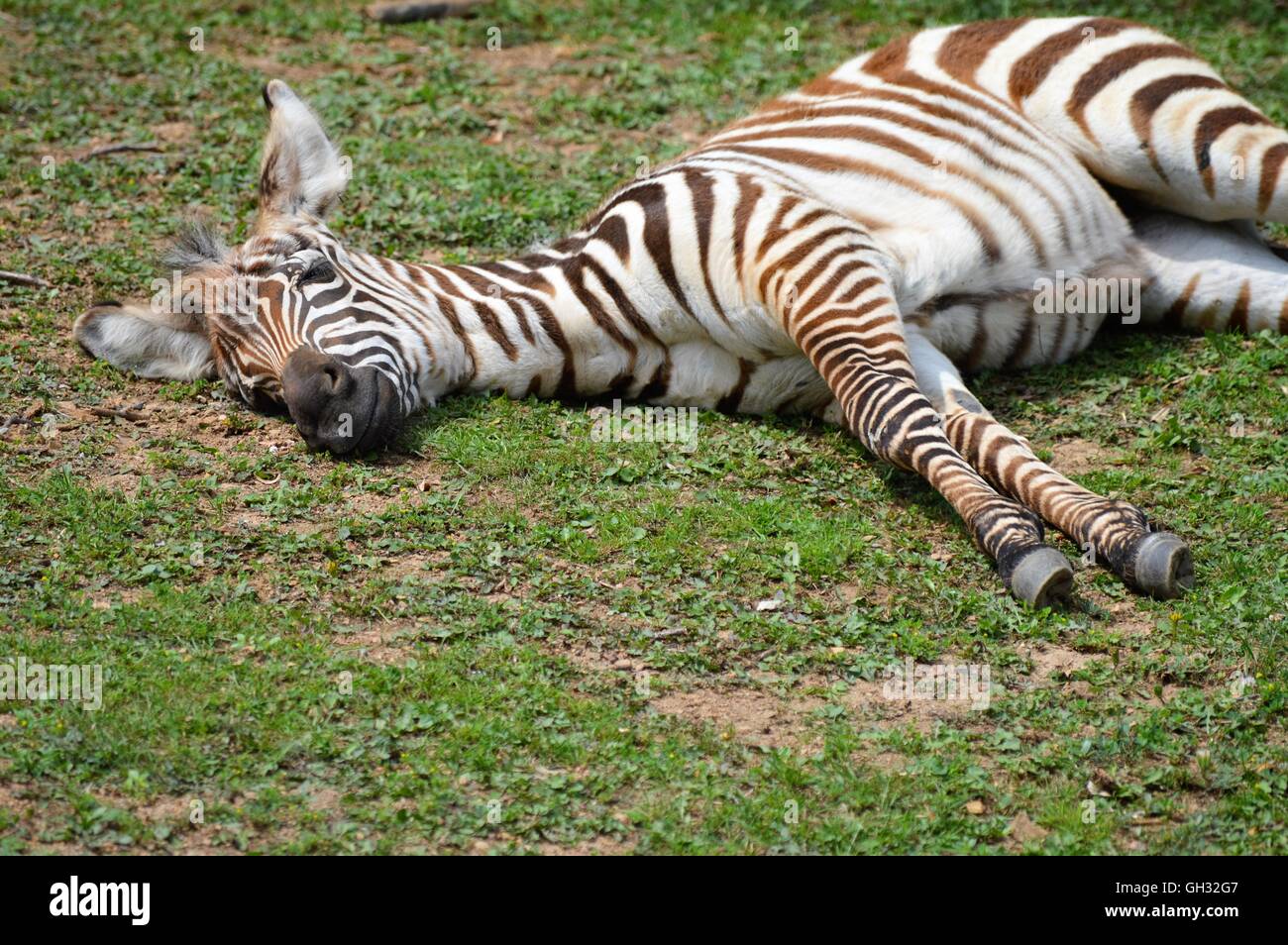 Baby Zebra Laying in the Grass Stock Photo - Alamy