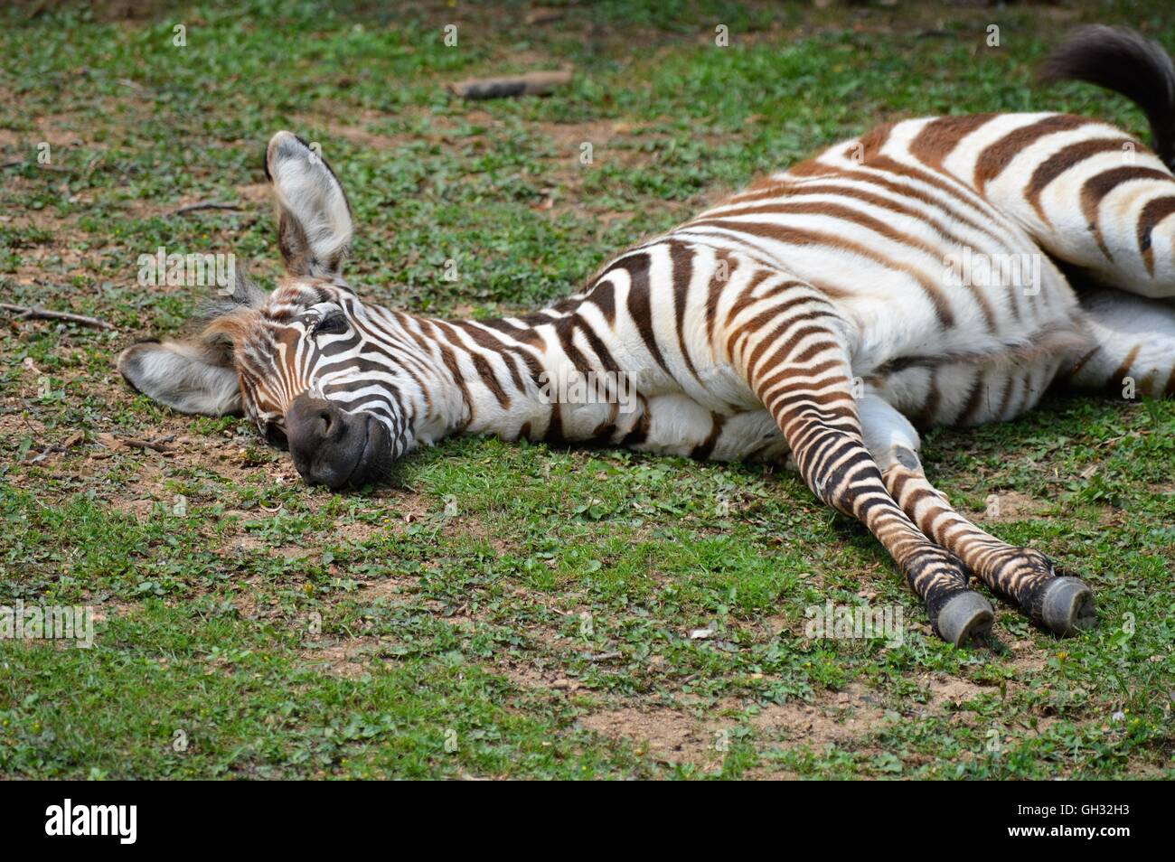 Baby Zebra Laying in the Grass Stock Photo - Alamy