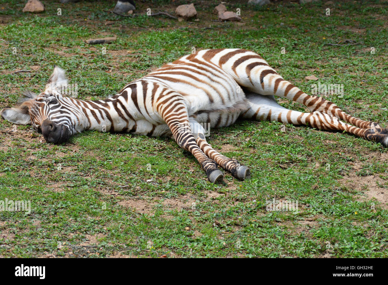 Baby Zebra Laying in the Grass Stock Photo - Alamy