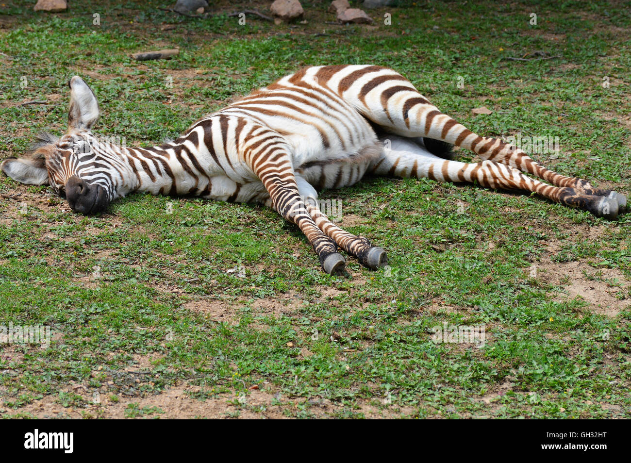 Baby Zebra Laying in the Grass Stock Photo - Alamy
