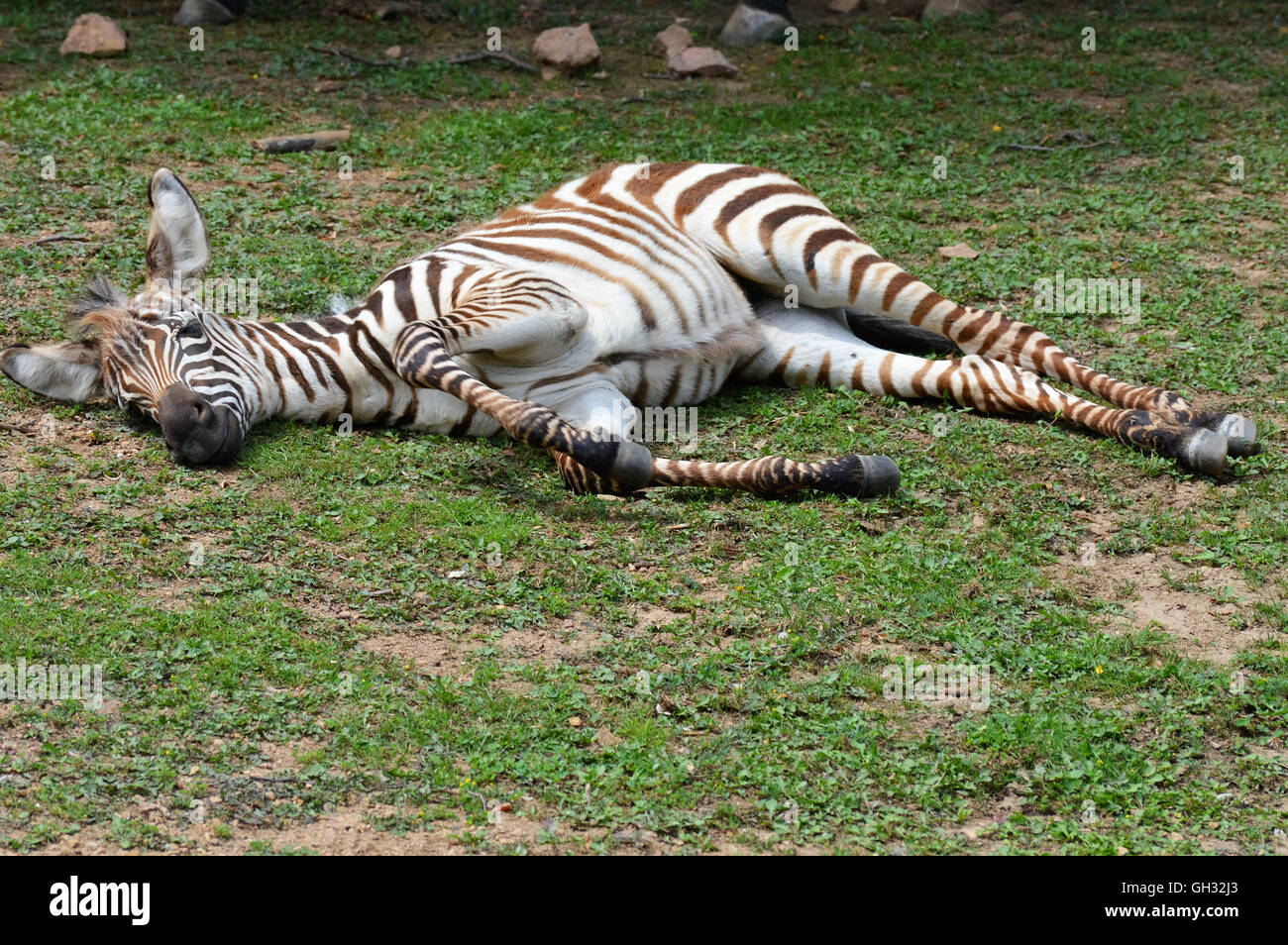 Baby Zebra Laying in the Grass Stock Photo - Alamy