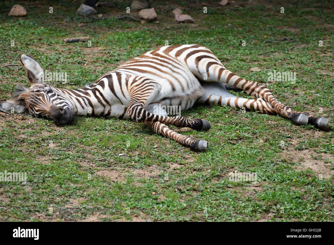 Baby Zebra Laying in the Grass Stock Photo - Alamy