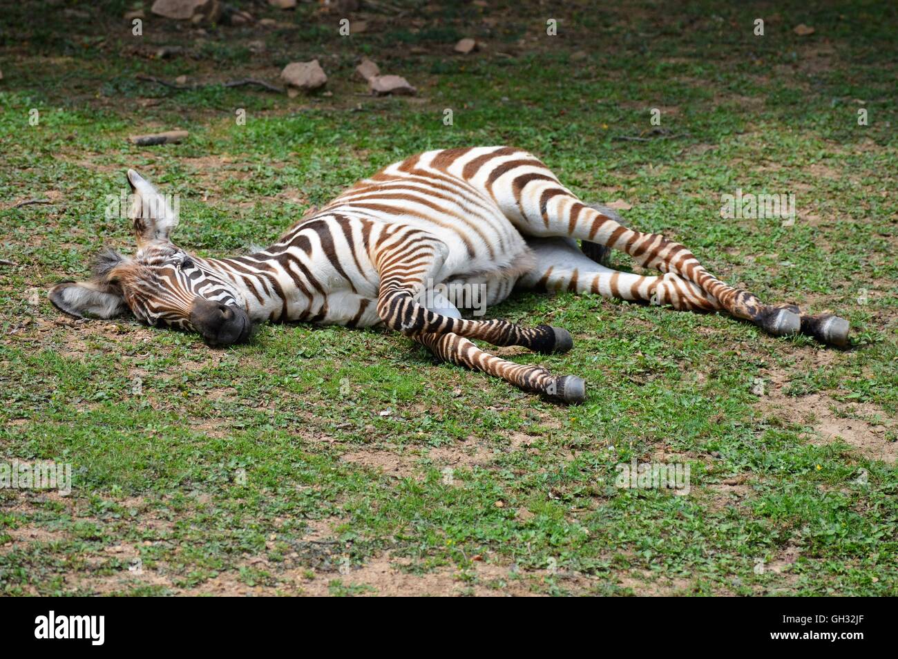 Baby Zebra Laying in the Grass Stock Photo - Alamy