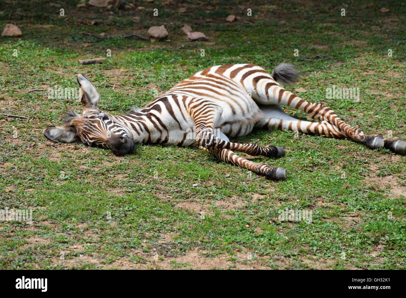 Baby Zebra Laying in the Grass Stock Photo - Alamy
