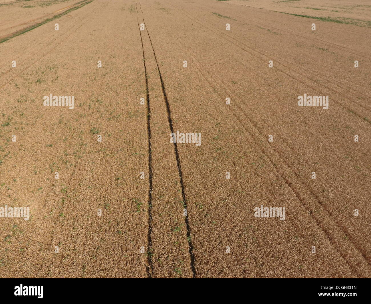 field of wheat, a top view. Photo Shooting quadrocopters field of ripe ...