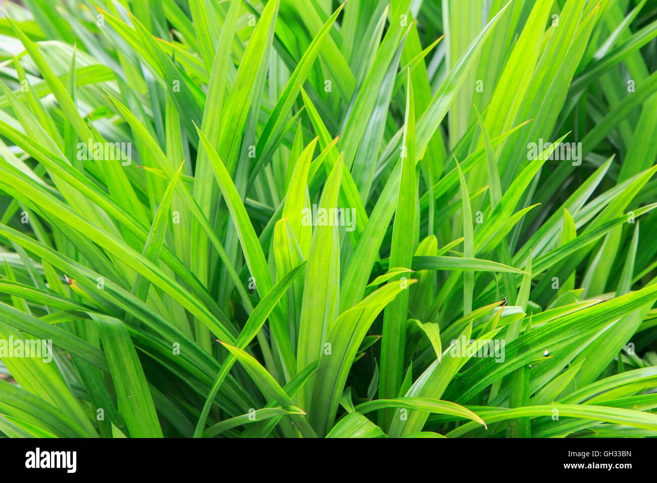 Fresh Pandan leaf Stock Photo - Alamy