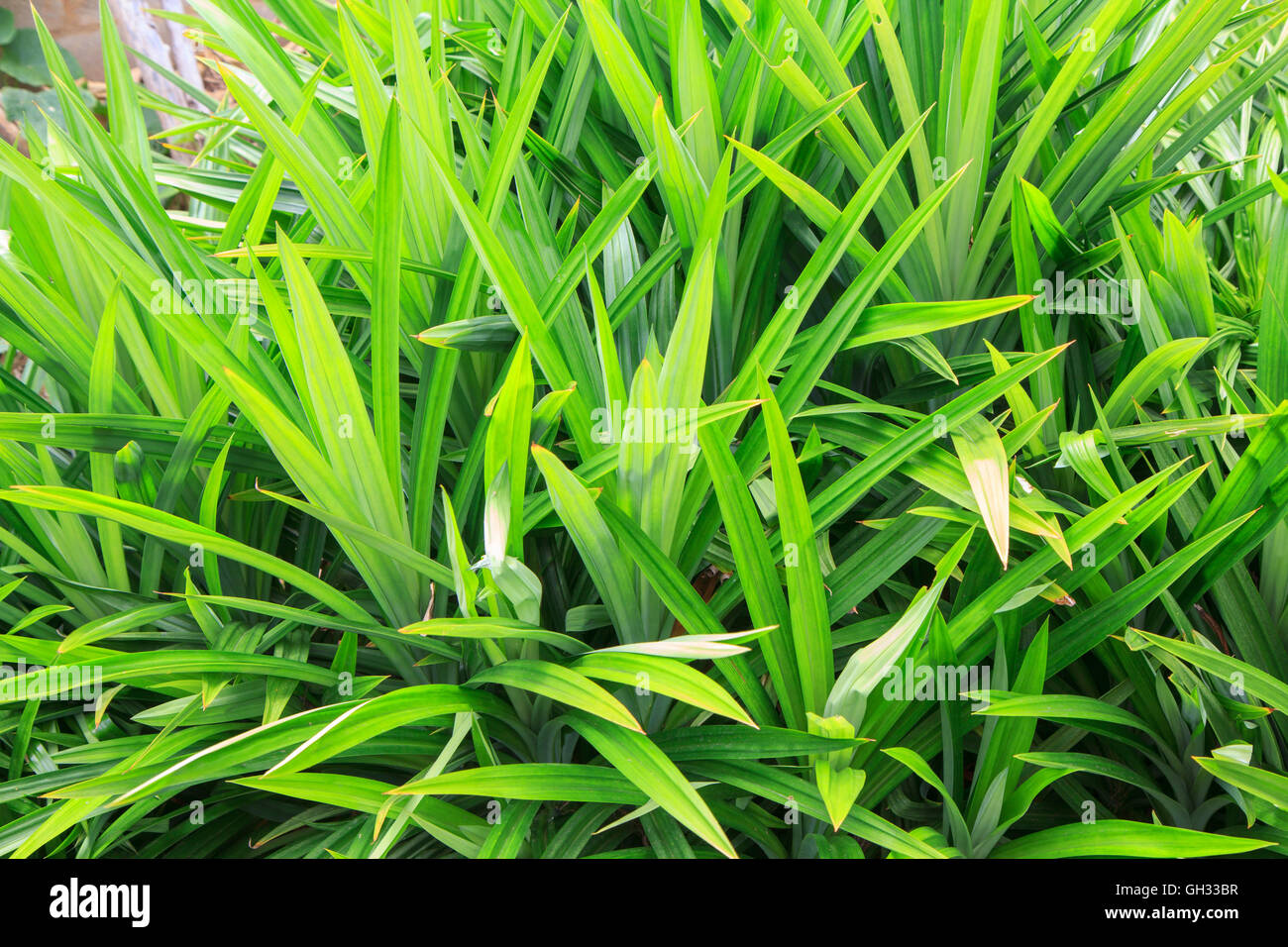 Fresh Pandan leaf Stock Photo - Alamy