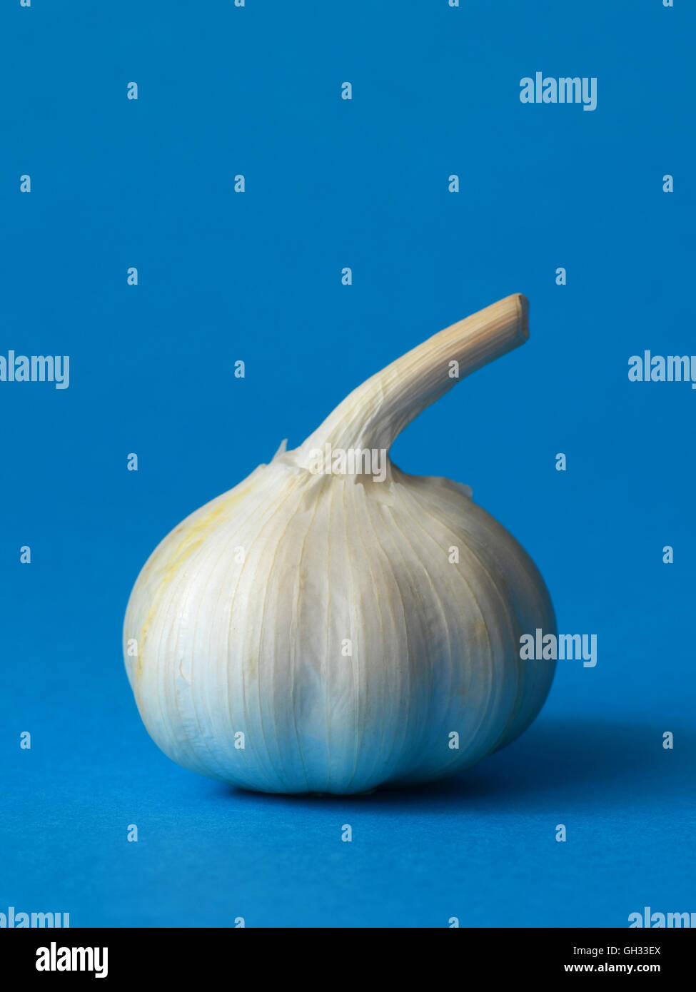 single bulb of garlic on blue background Stock Photo - Alamy