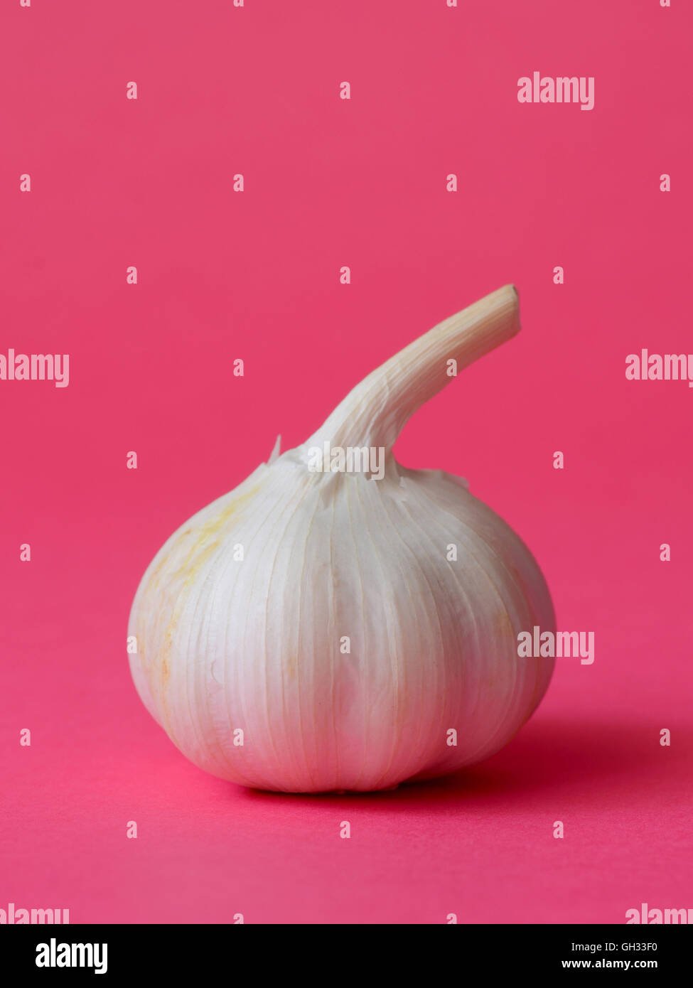 single bulb of garlic on pink background Stock Photo - Alamy