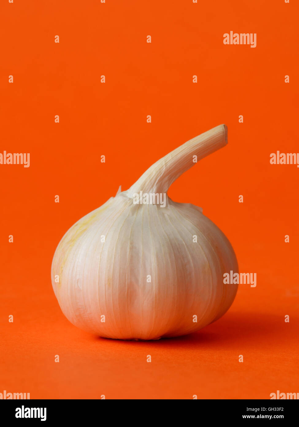 single bulb of garlic on orange colored background Stock Photo - Alamy