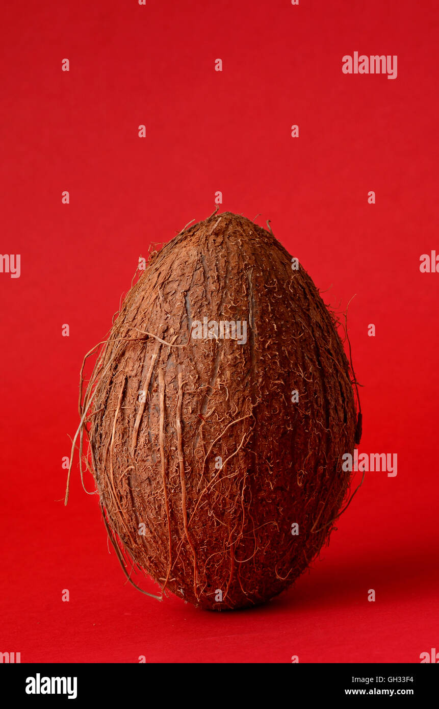 Single whole coconut on a red background Stock Photo - Alamy