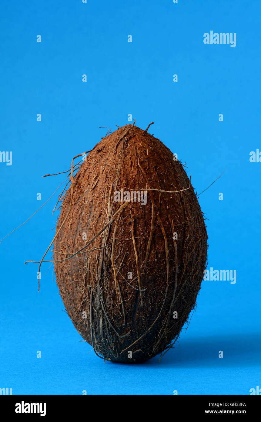 Single whole coconut on a blue background Stock Photo - Alamy