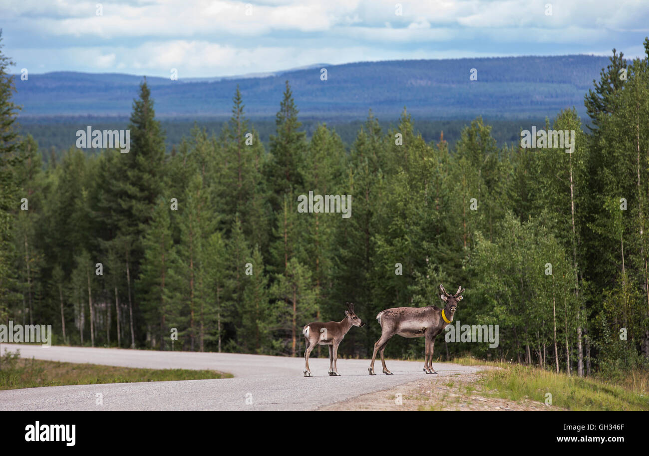 Reindeer on a road in Finish Lapland Stock Photo - Alamy