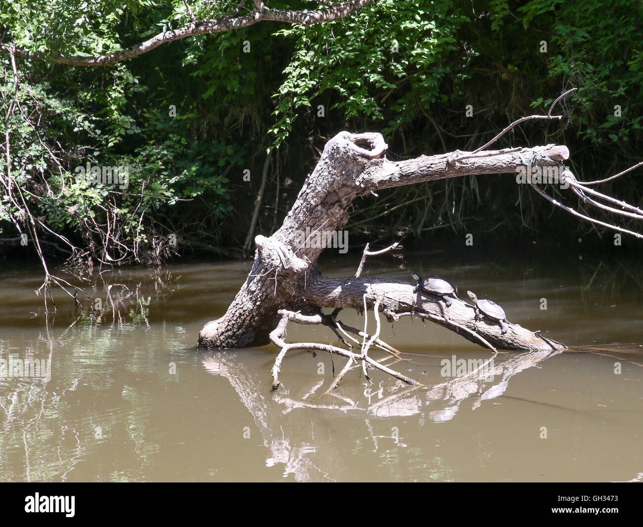 Turtles came to bask in the sun Stock Photo - Alamy