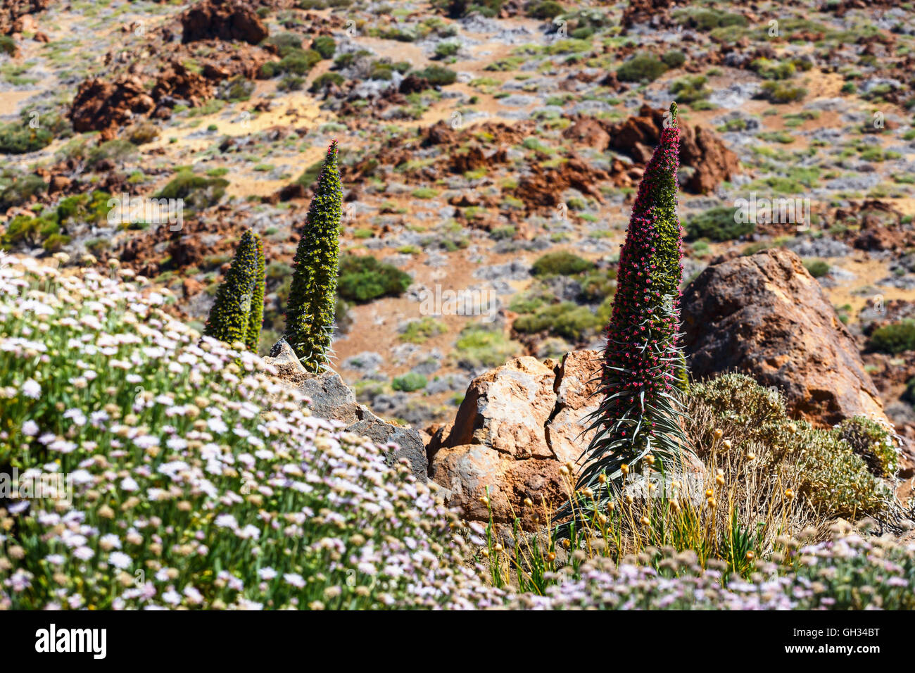 Red tajinaste flowers on the El Teide Volcano, Tenerife, Spain Stock ...