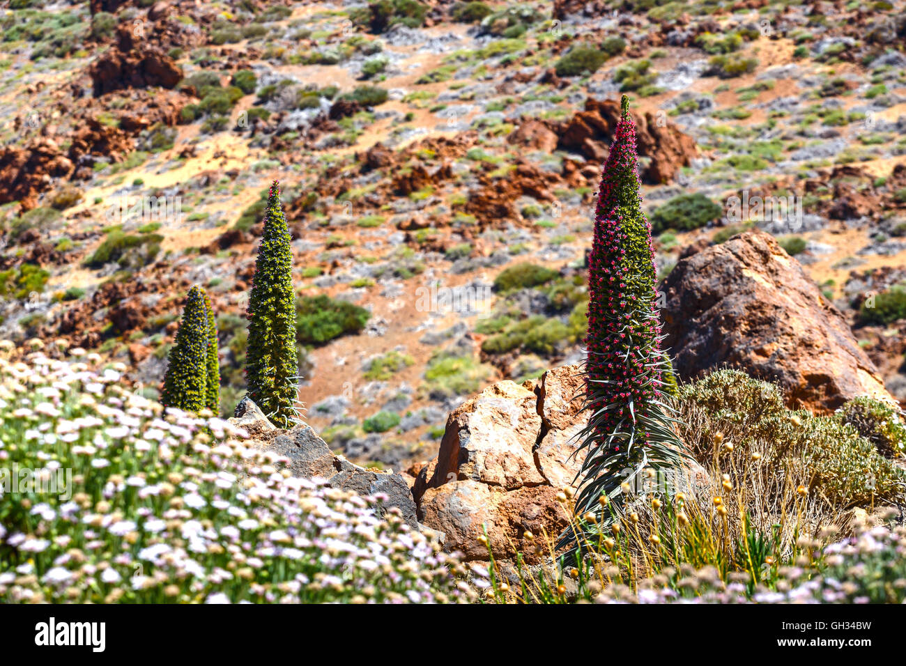 Red tajinaste flowers on the El Teide Volcano, Tenerife, Spain Stock ...