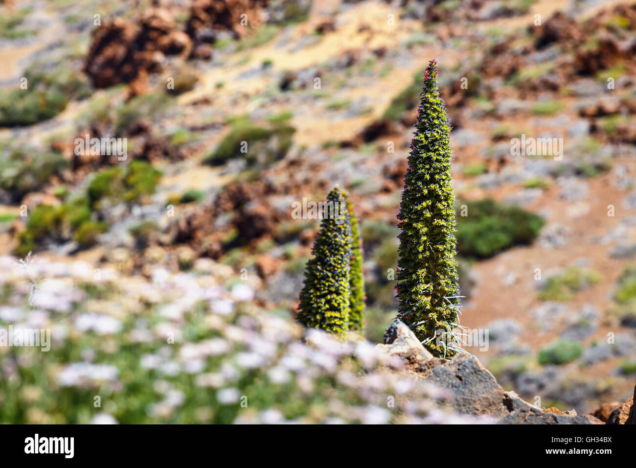 Red tajinaste flowers on the El Teide Volcano, Tenerife, Spain Stock ...