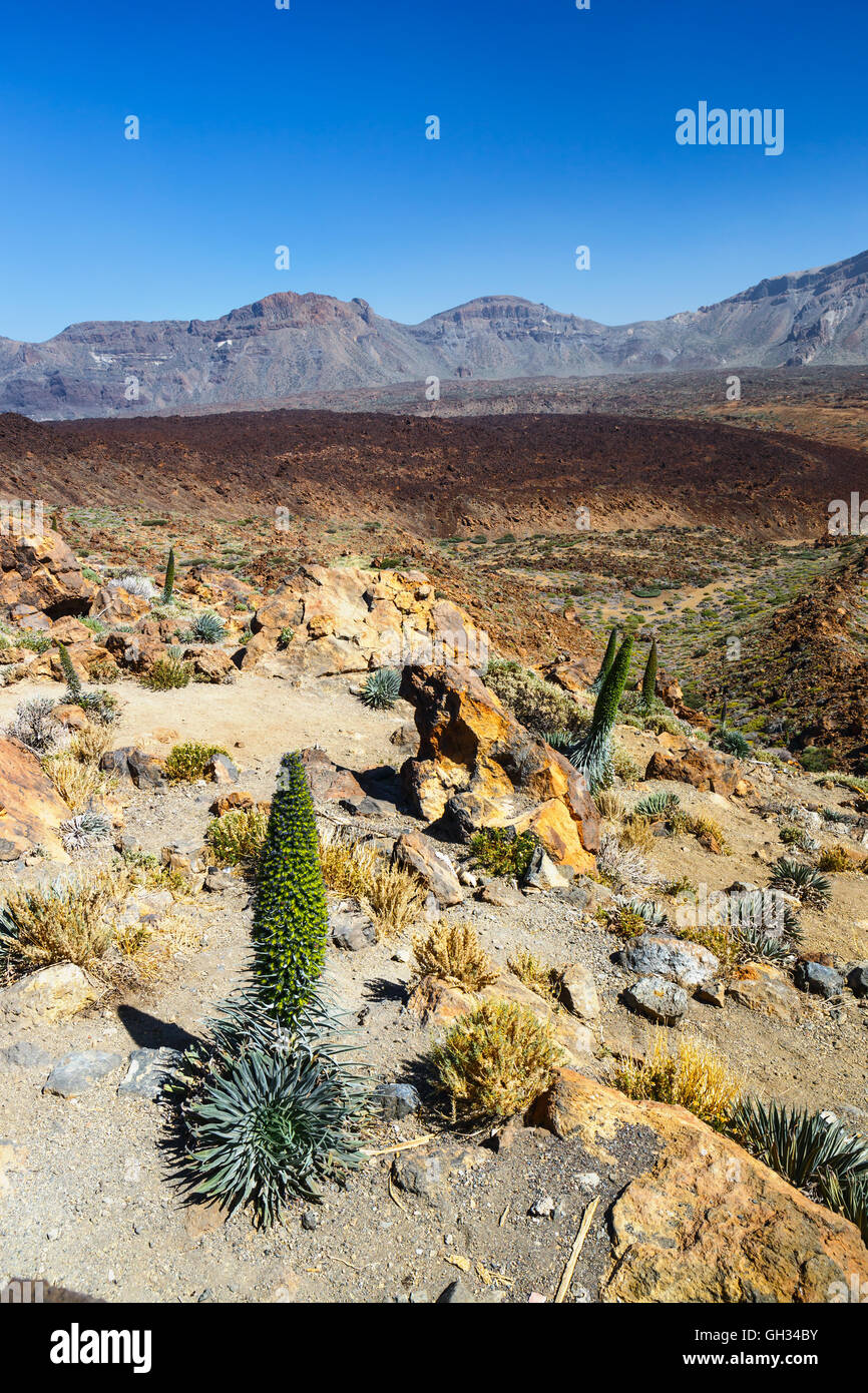Red tajinaste flowers on the El Teide Volcano, Tenerife, Spain Stock ...