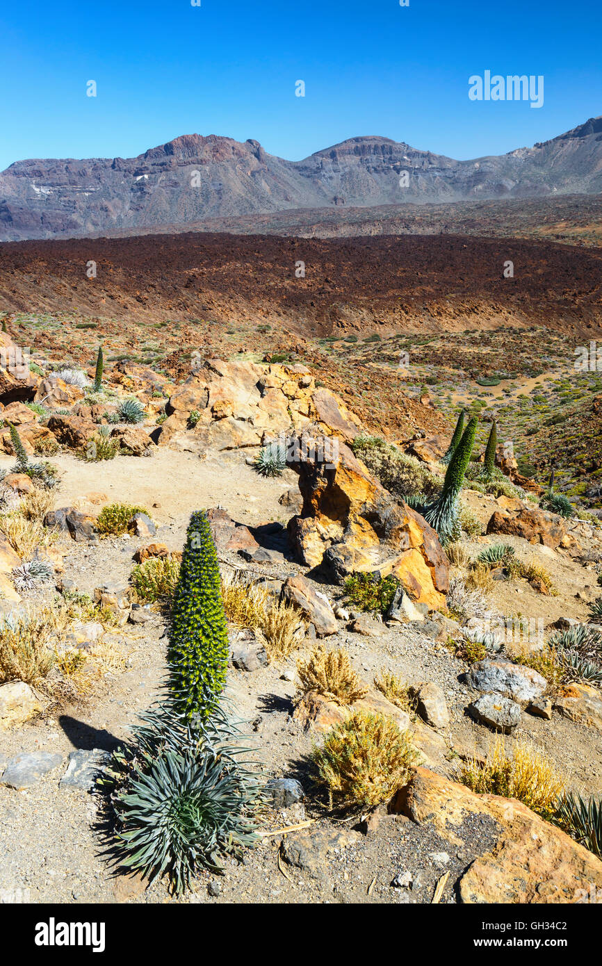 Red tajinaste flowers on the El Teide Volcano, Tenerife, Spain Stock ...