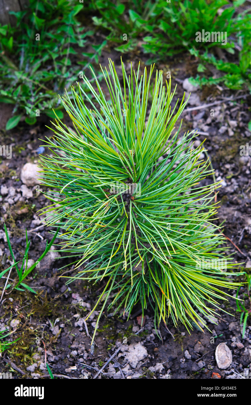 Small cedar sprout in the garden Stock Photo - Alamy