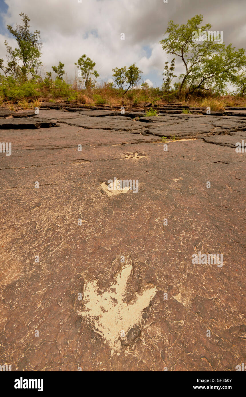 Tyrannosaurus rex footprint hi-res stock photography and images - Alamy