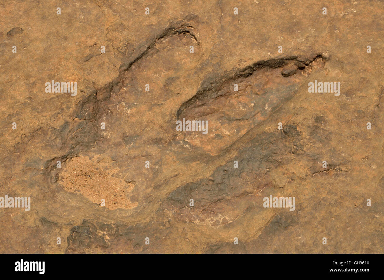 Tyrannosaurus rex footprint hi-res stock photography and images - Alamy