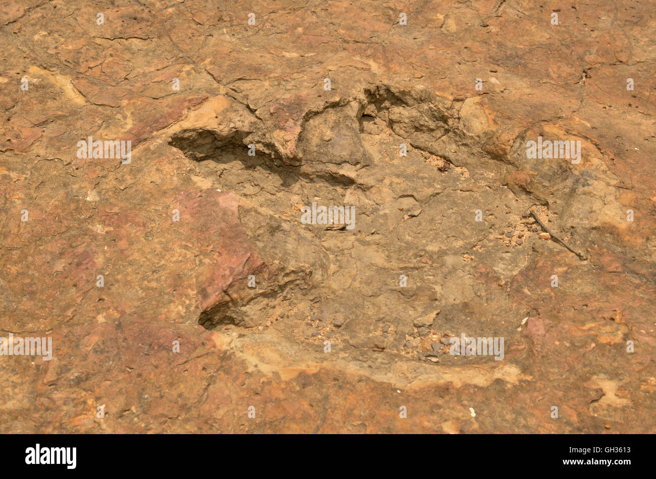Tyrannosaurus rex footprint hi-res stock photography and images - Alamy