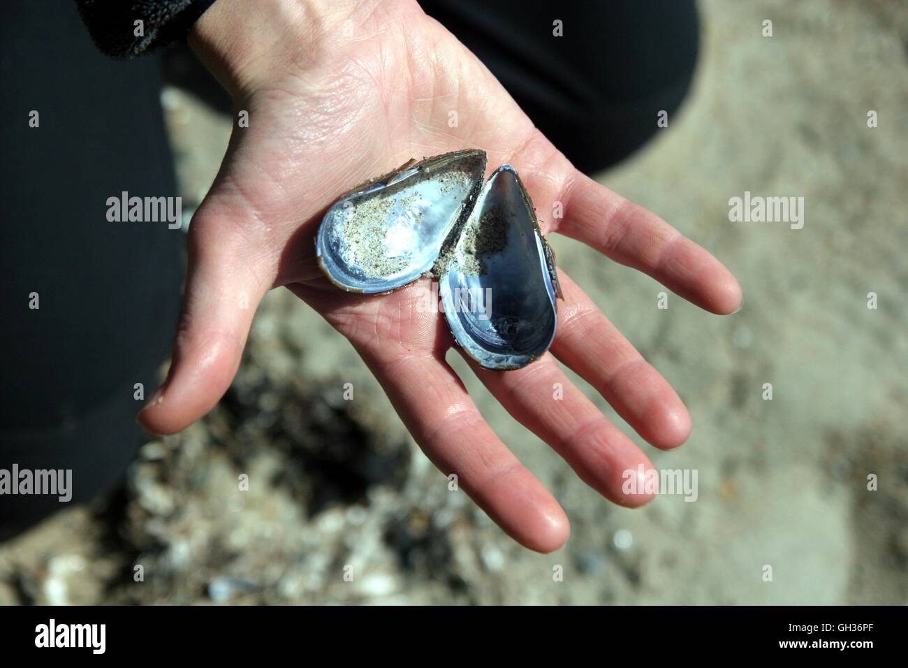 Mussel collecting hi-res stock photography and images - Alamy