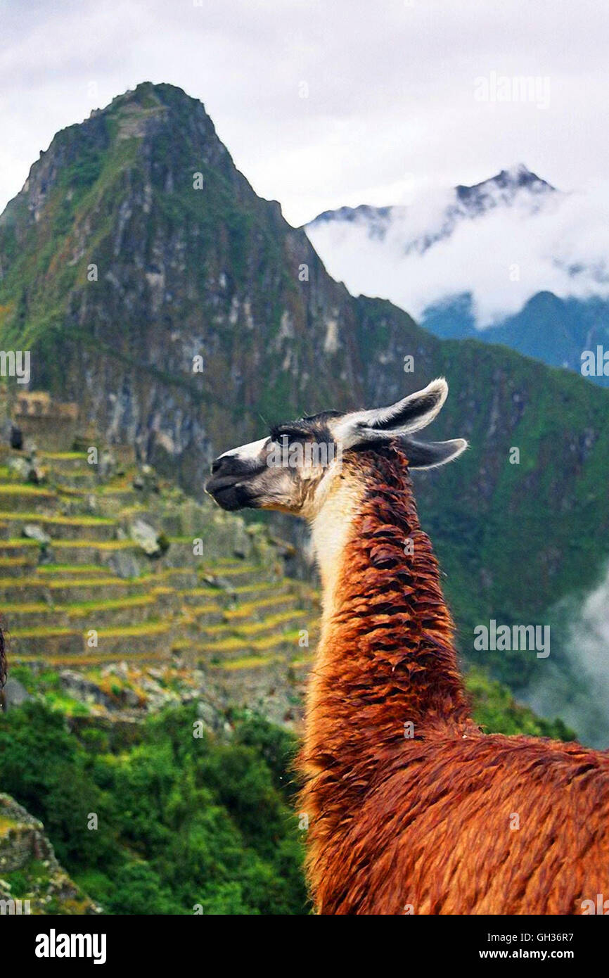 Lama at Machu Picchu, Peru Stock Photo - Alamy
