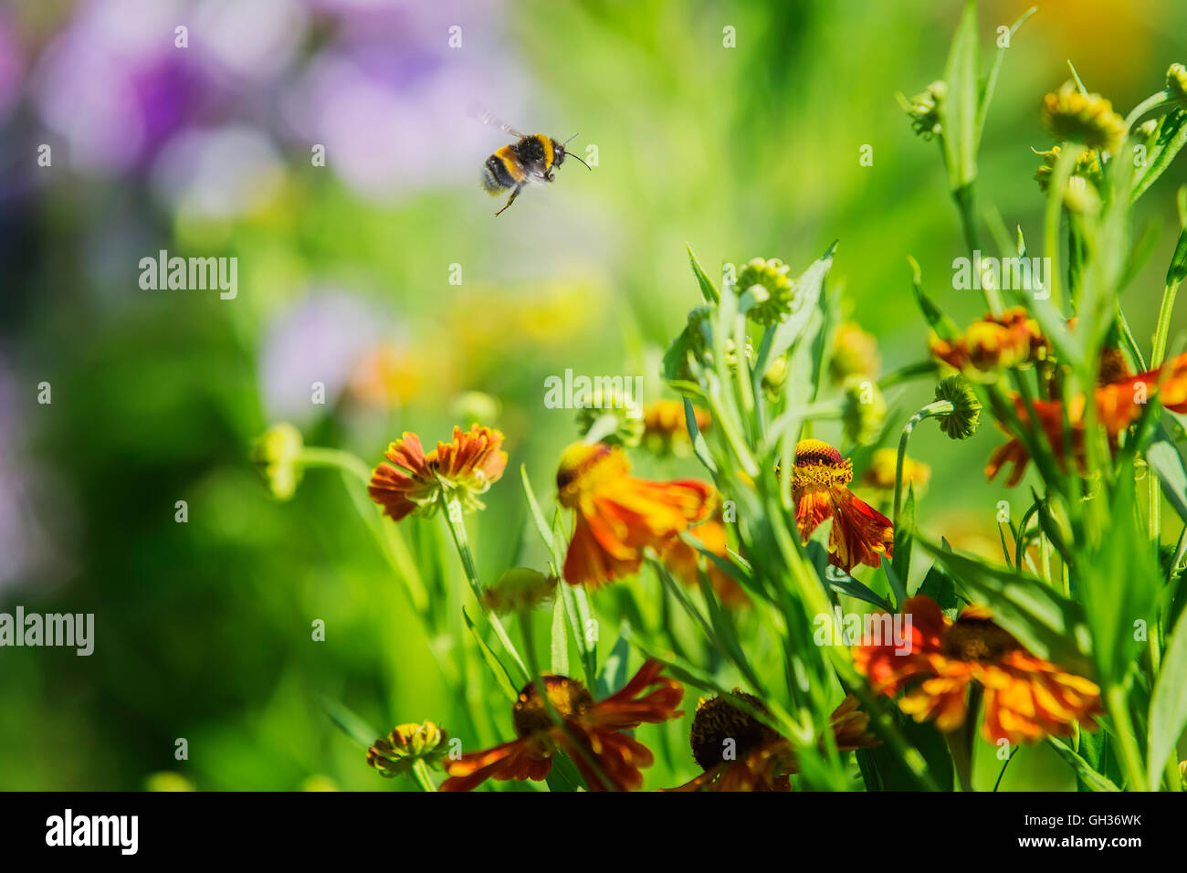 Shaggy bumblebee flying around flowers Stock Photo - Alamy