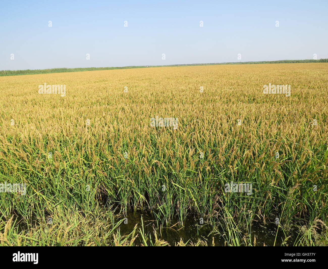 Field of rice in the rice paddies. Rice cultivation in temperate ...