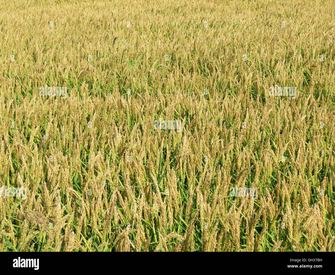 Field of rice in the rice paddies. Rice cultivation in temperate ...