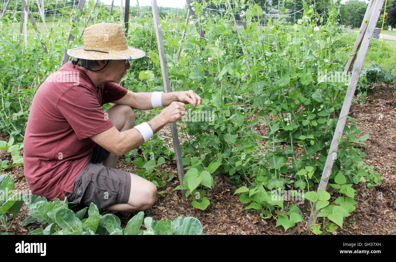 Senior man wearing a straw hat is picking fresh peas from the garden ...