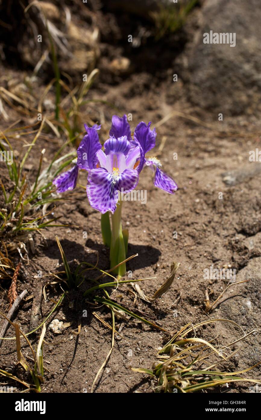 National flower of nepal hi-res stock photography and images - Alamy
