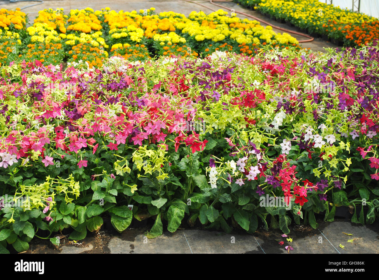 Flowers in Full Bloom Growing in a Greenhouse Stock Photo - Alamy