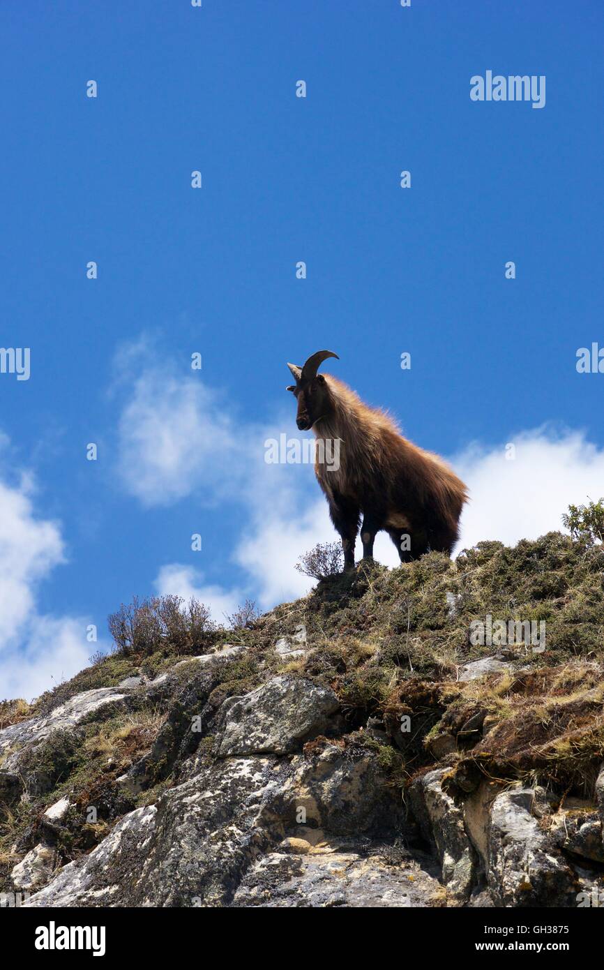 Adult male Himalayan tahr, Hemitragus jemlahicus, near Tengboche ...