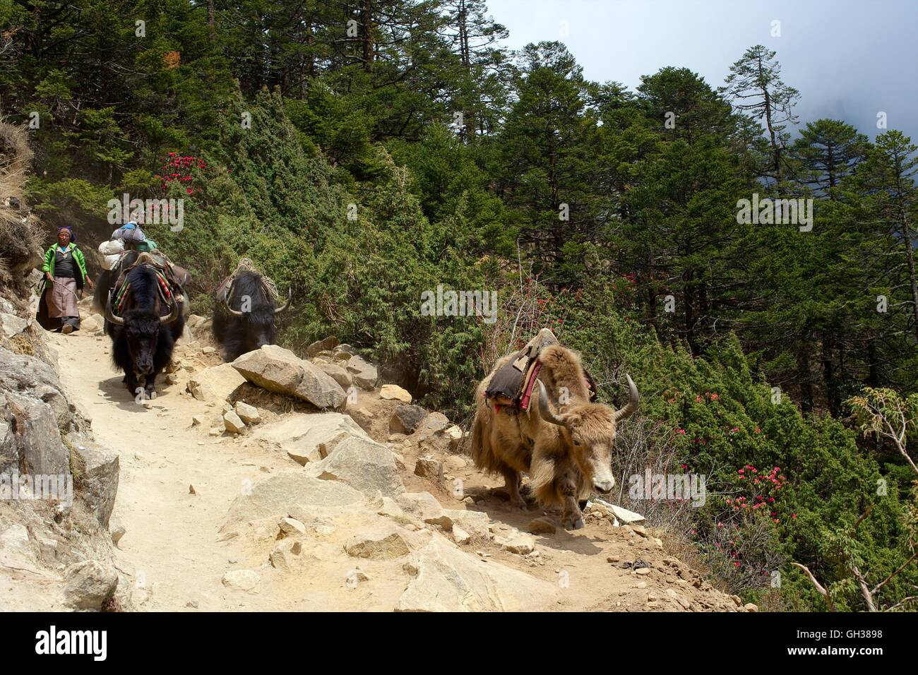 Yak train near Tengboche, Sagarmatha National Park, Solukhumbu District ...