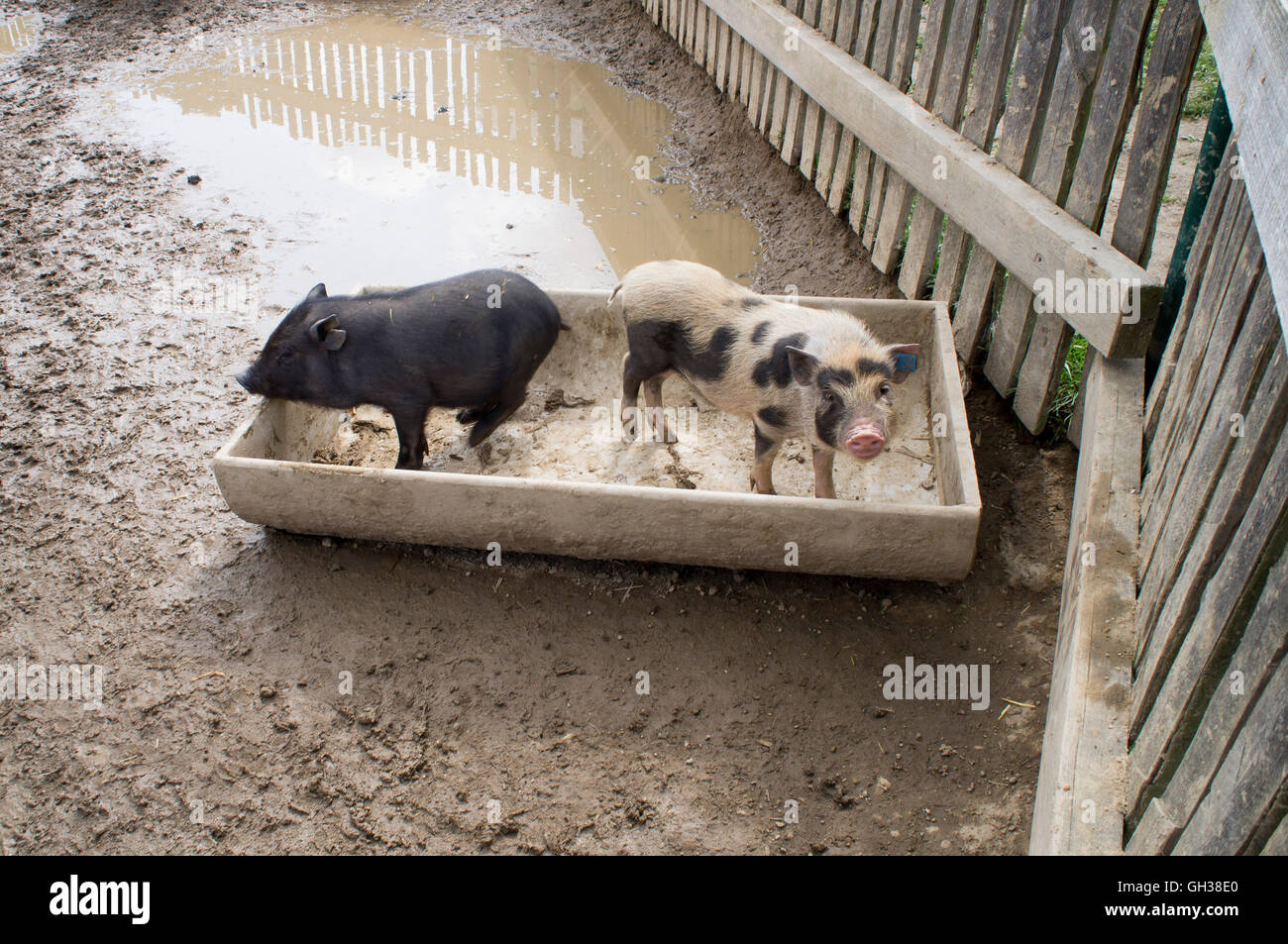 Goettingen Minipig, Sus scrofa domesticus "Goettingen Miniature Pig ...