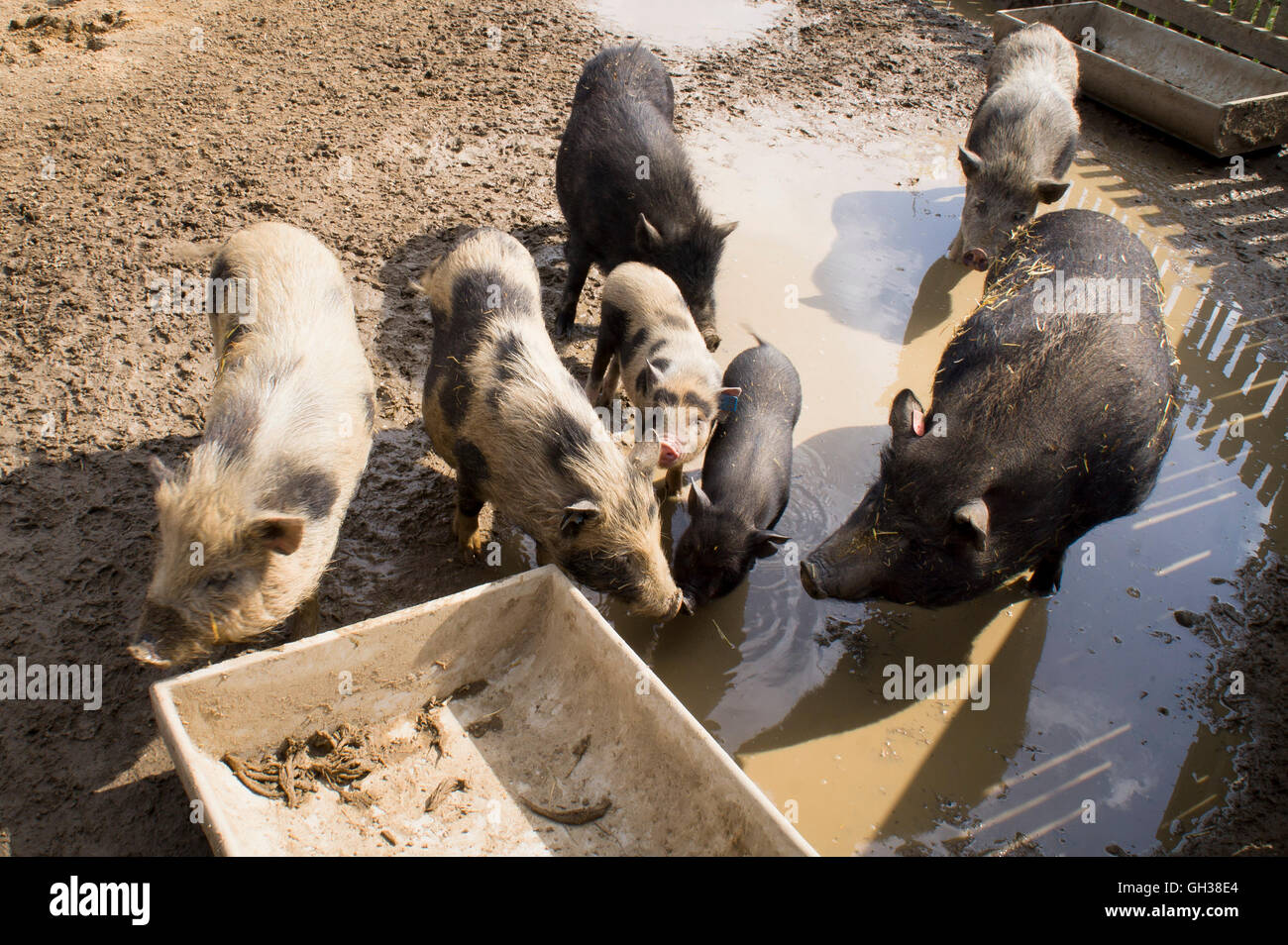 Goettingen Minipig, Sus scrofa domesticus "Goettingen Miniature Pig ...