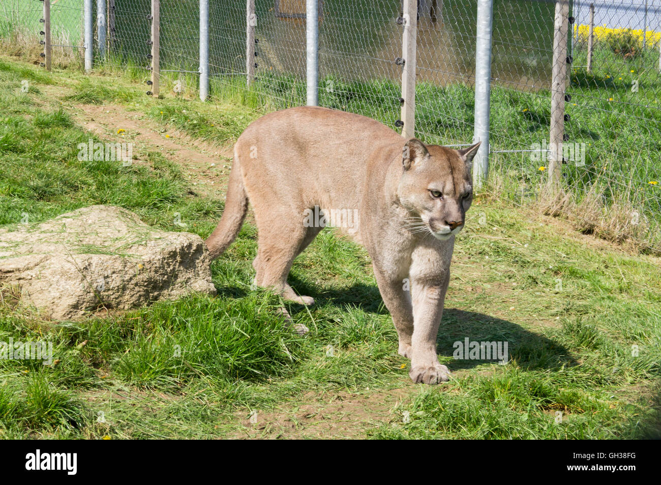 Puma, Puma concolor Stock Photo - Alamy