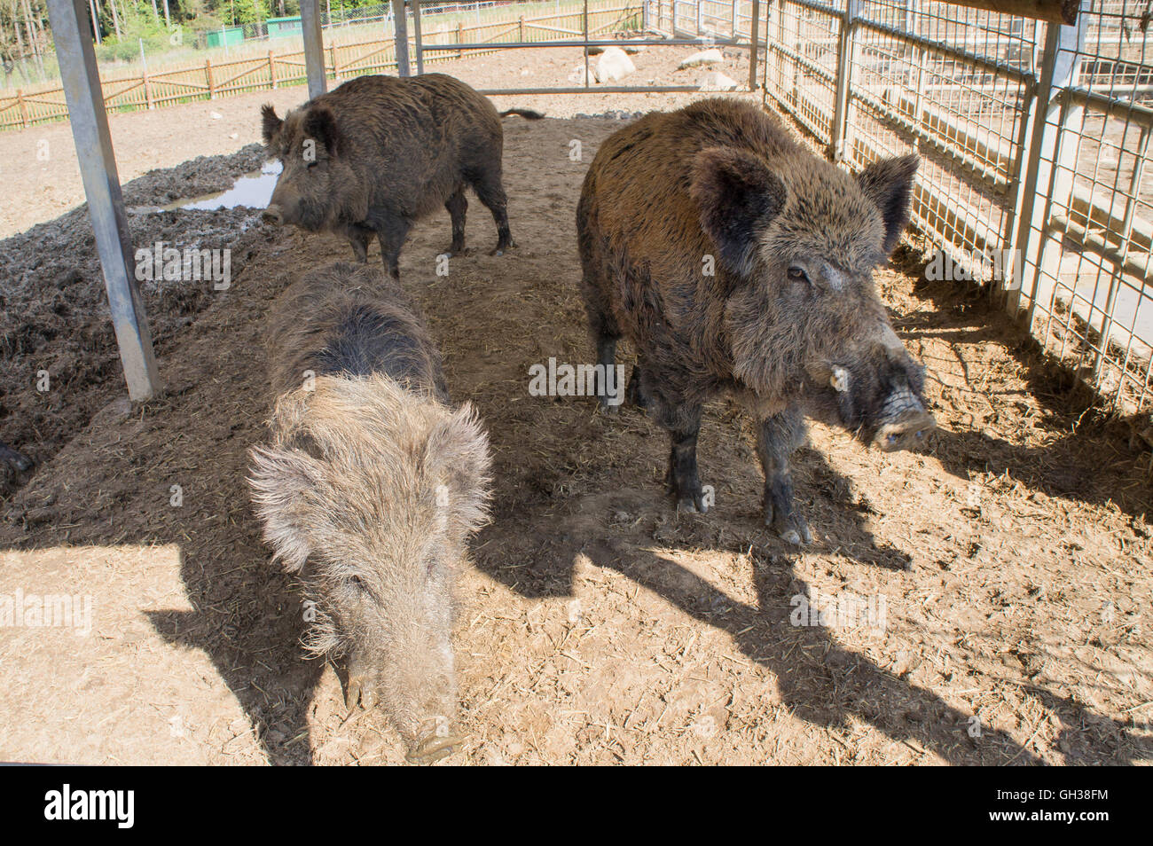 Eurasian wild boar hi-res stock photography and images - Alamy