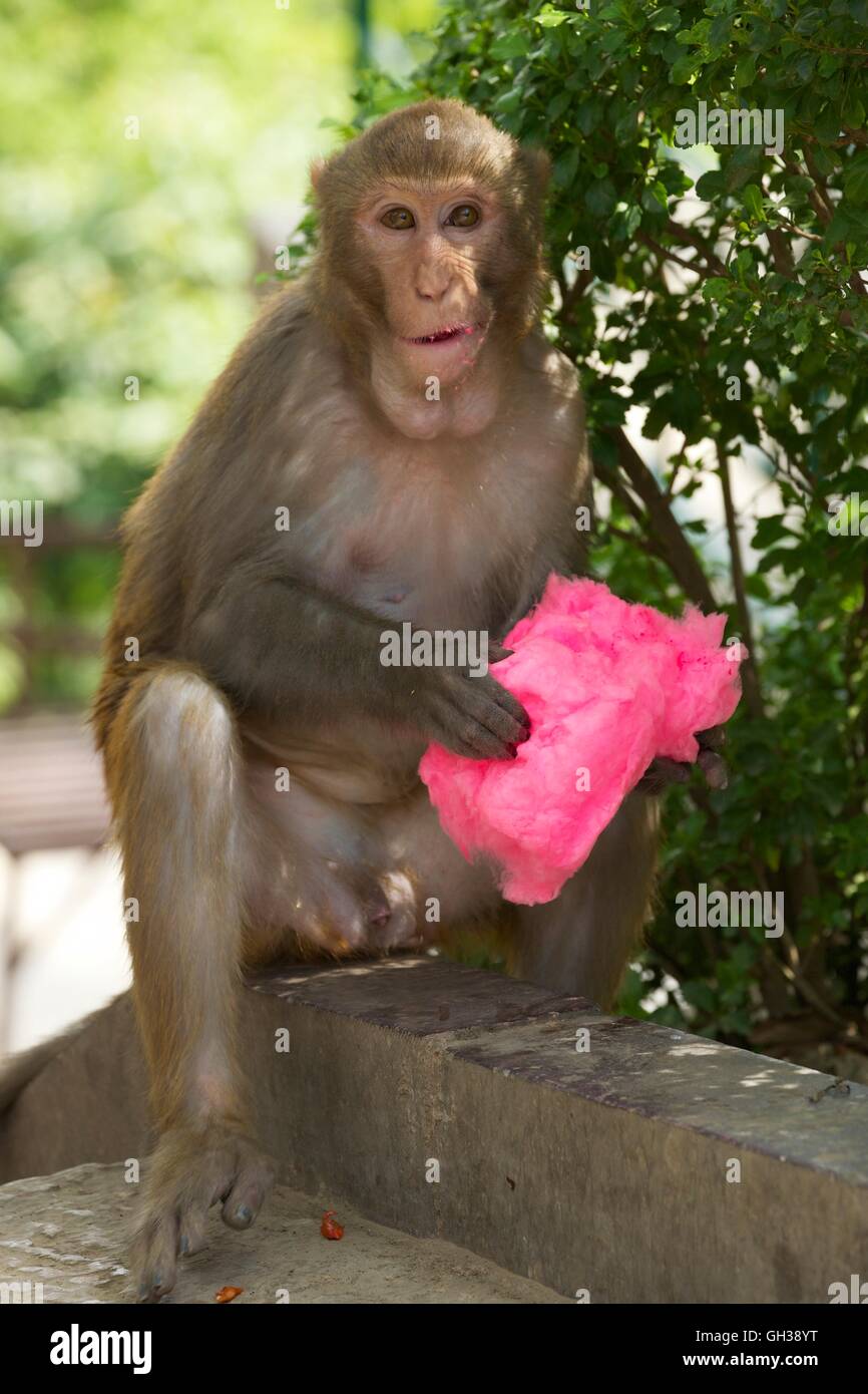 Monkey candy hi-res stock photography and images - Alamy