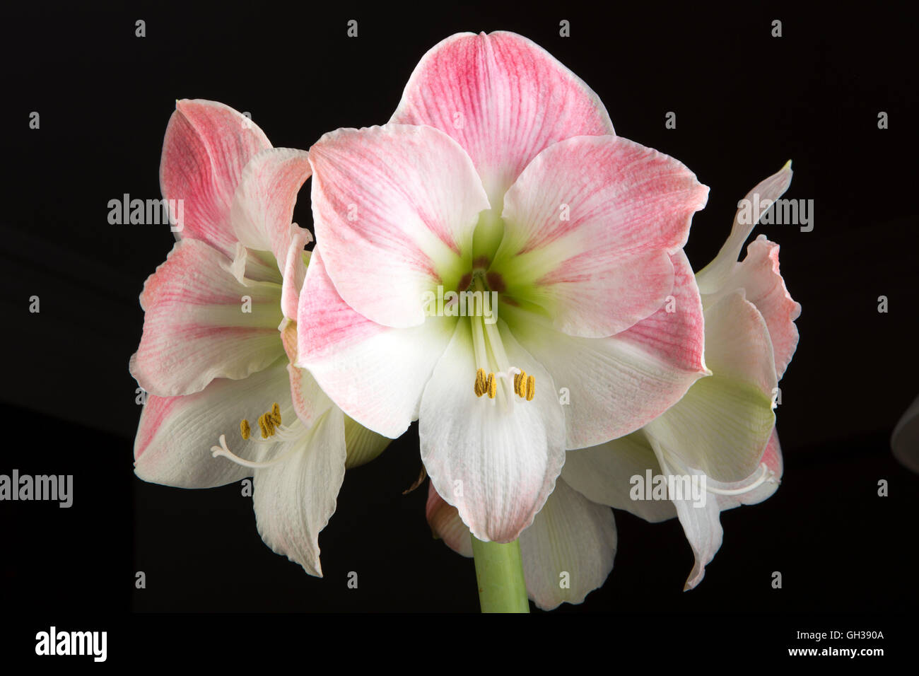 Flowers, Pink Apple Blossom Amaryllis flower, Hippeastrum, detail Stock ...